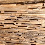 Termites vs. Cockroaches: Similarities & Differences