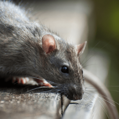 Fall Rodent Control: Top Tips to Avoid a Rodent Infestation This Fall
