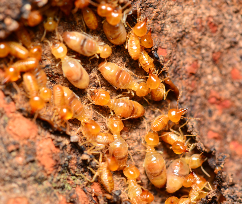 Termites: How to Spot and Prevent Them From Eating You Out of House and ...