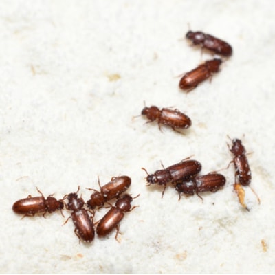 How to Identify and Control Pantry Pests - Cramer Pest Control - Pest ...