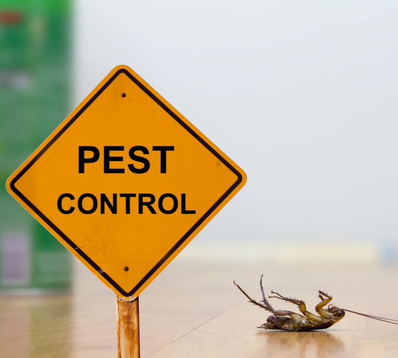 Bed Bug Facts and How to Avoid Them - Cramer Pest Control