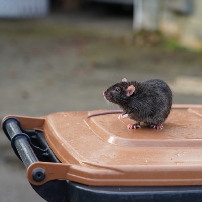 The Best Ways To Keep Rats and Mice out of Your Home This Fall - Cramer ...