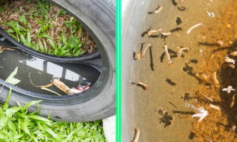 Top 10 Mosquito Breeding Grounds in Your Backyard - Cramer Pest Control ...