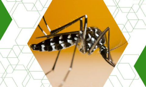 Top 10 Mosquito Breeding Grounds in Your Backyard - Cramer Pest Control ...